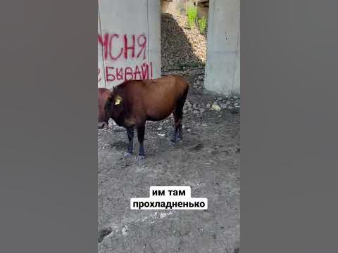 КАРОВЫ КАРОЛЕВЫ В ГРУЗИИ - YouTube