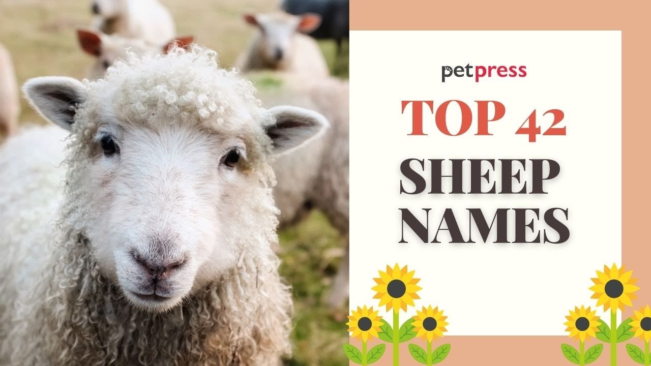 Sheep Names 42 Most Famous And Cute Names For Sheep PetPress sheep-names-42-most-famous-and-cute-names-for-sheep-petpress
