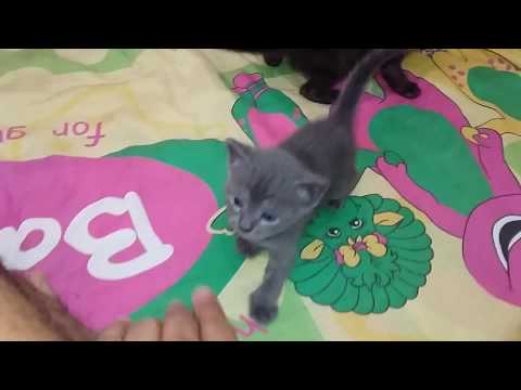 4 Cute kittens playing (Hero and Shadow's kittens)