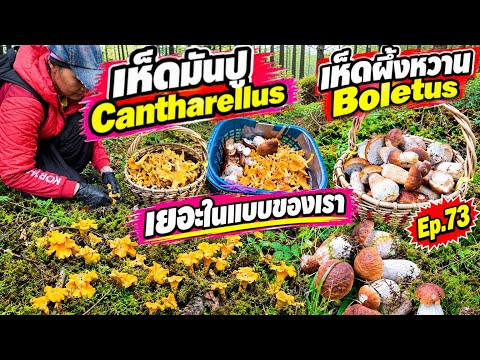 Ep.73 เก็บเห็ดสนุกๆในแบบของเรา งานอดิเรกในวันหยุดงาน เห็ดมันปู เห็ดผึ้งหวานกำลังออก