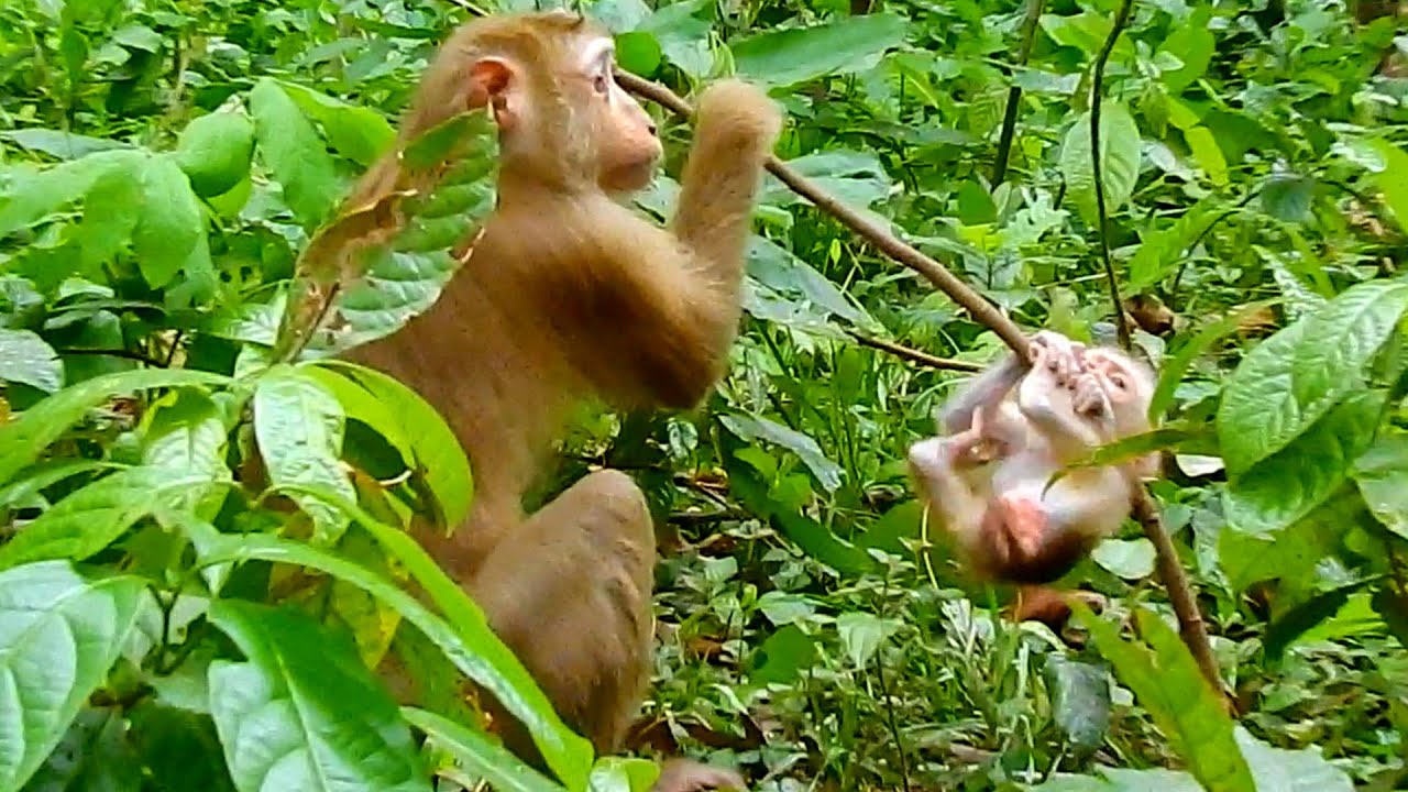 This video of monkey Luna learns Baby Lucy get on tree - YouTube