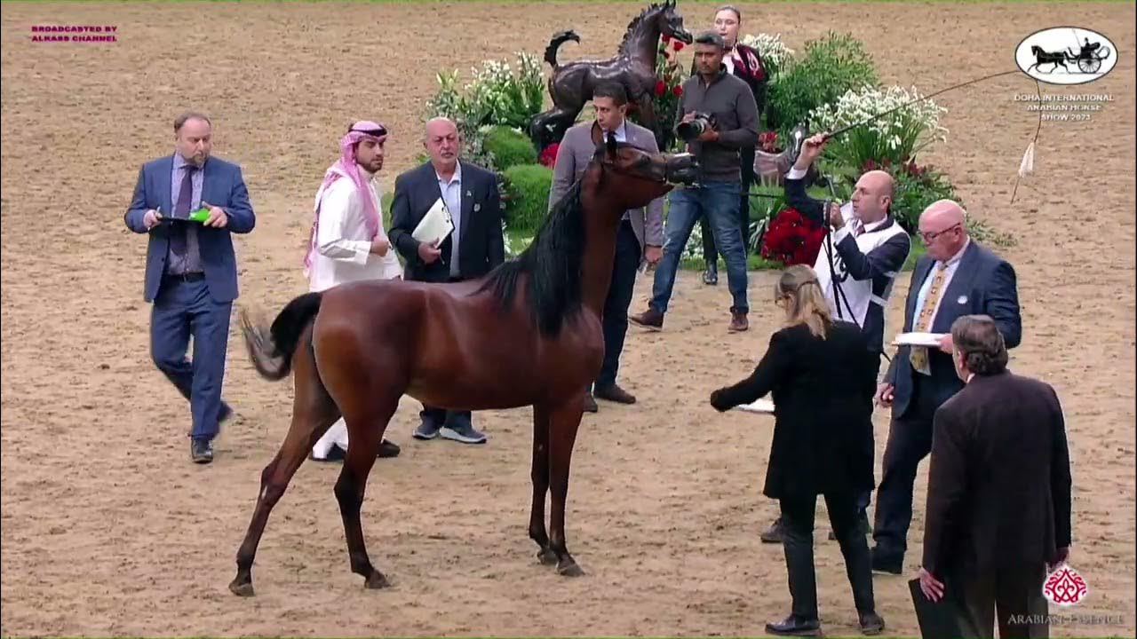 N 129 KATARA KL Doha International Arabian Horse Show 2023 Fillies 2 ...