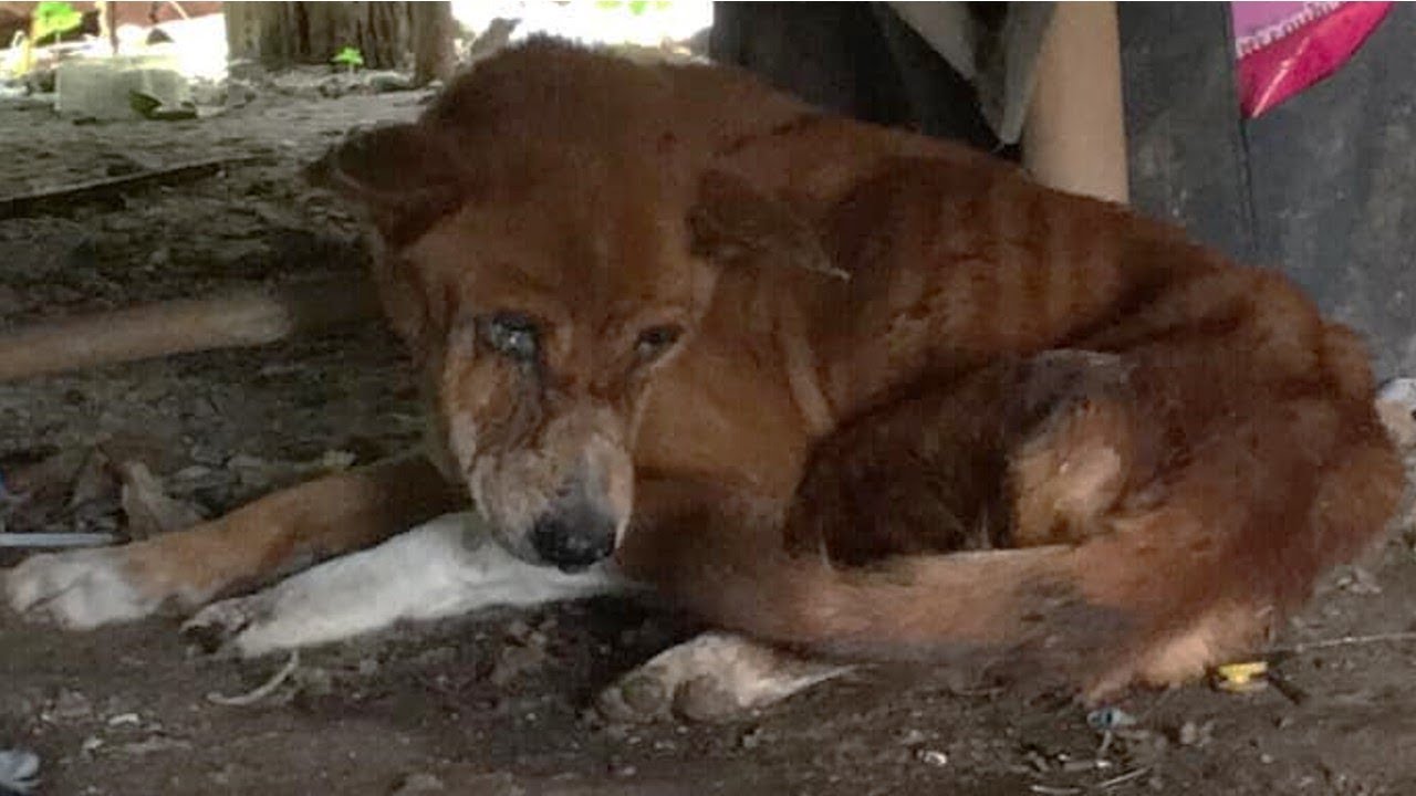 Rescue Sick, Sad Dog Spend Full Life In Old House - YouTube