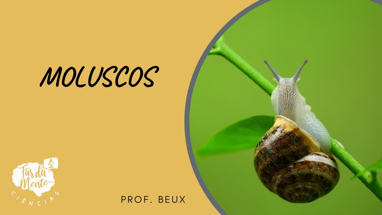 Filo Molusca Molusco Resumo Filo Mollusca