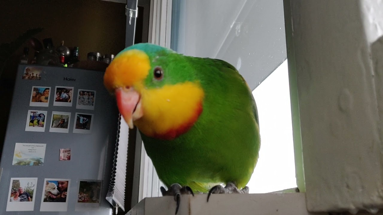 Barraband parakeet sounds. - YouTube