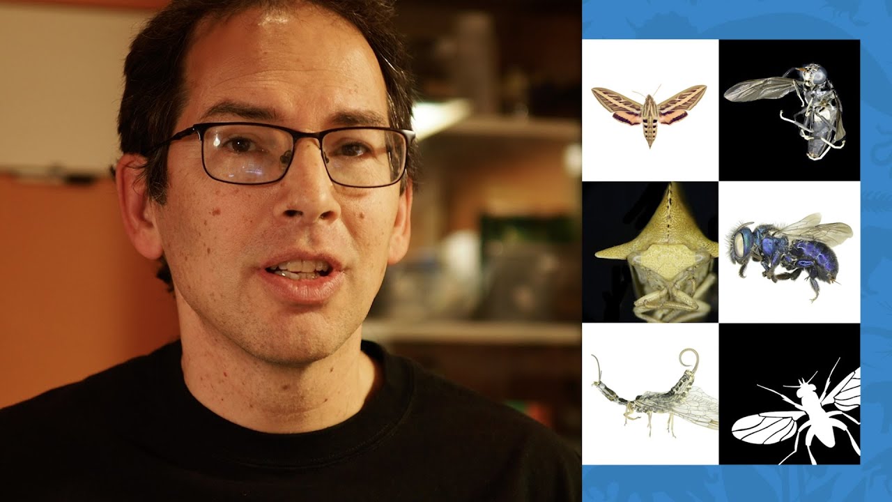 Dr. Brian Brown, Curator of Entomology, hosts an NHMLAC Discovery Talk ...