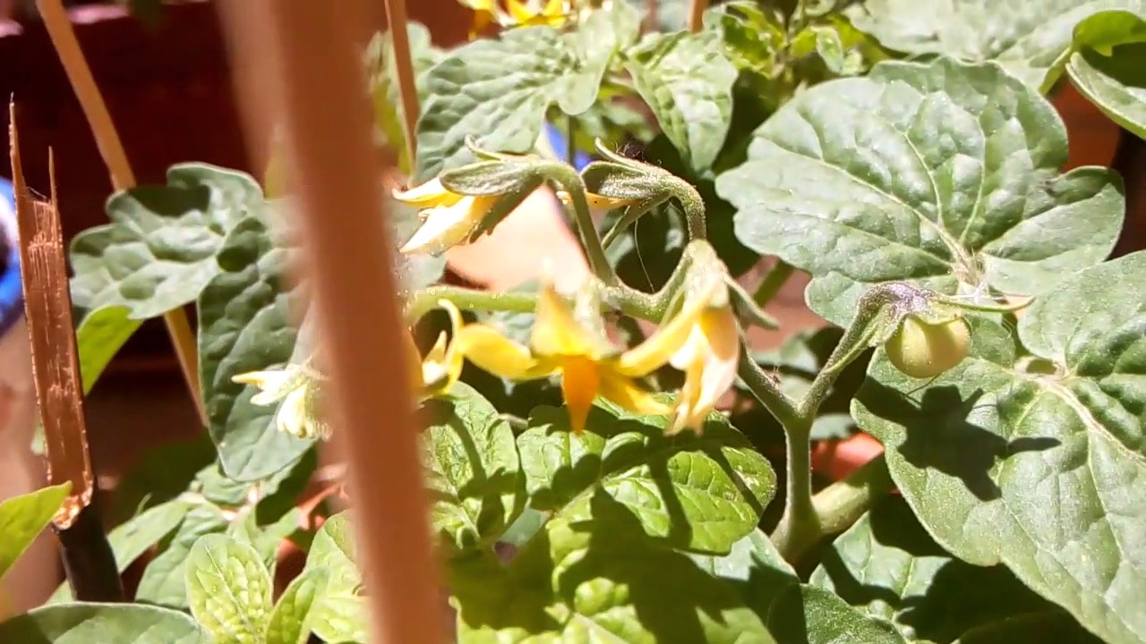 Tomates Cherry: flores y primer tomate - YouTube