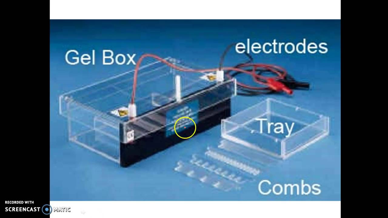 Sickle Cell Lab - YouTube