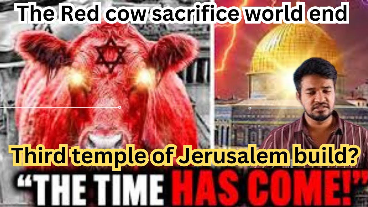 Israel red cow sacrifice 😲 | Christian's should be aware | madan gowri ...