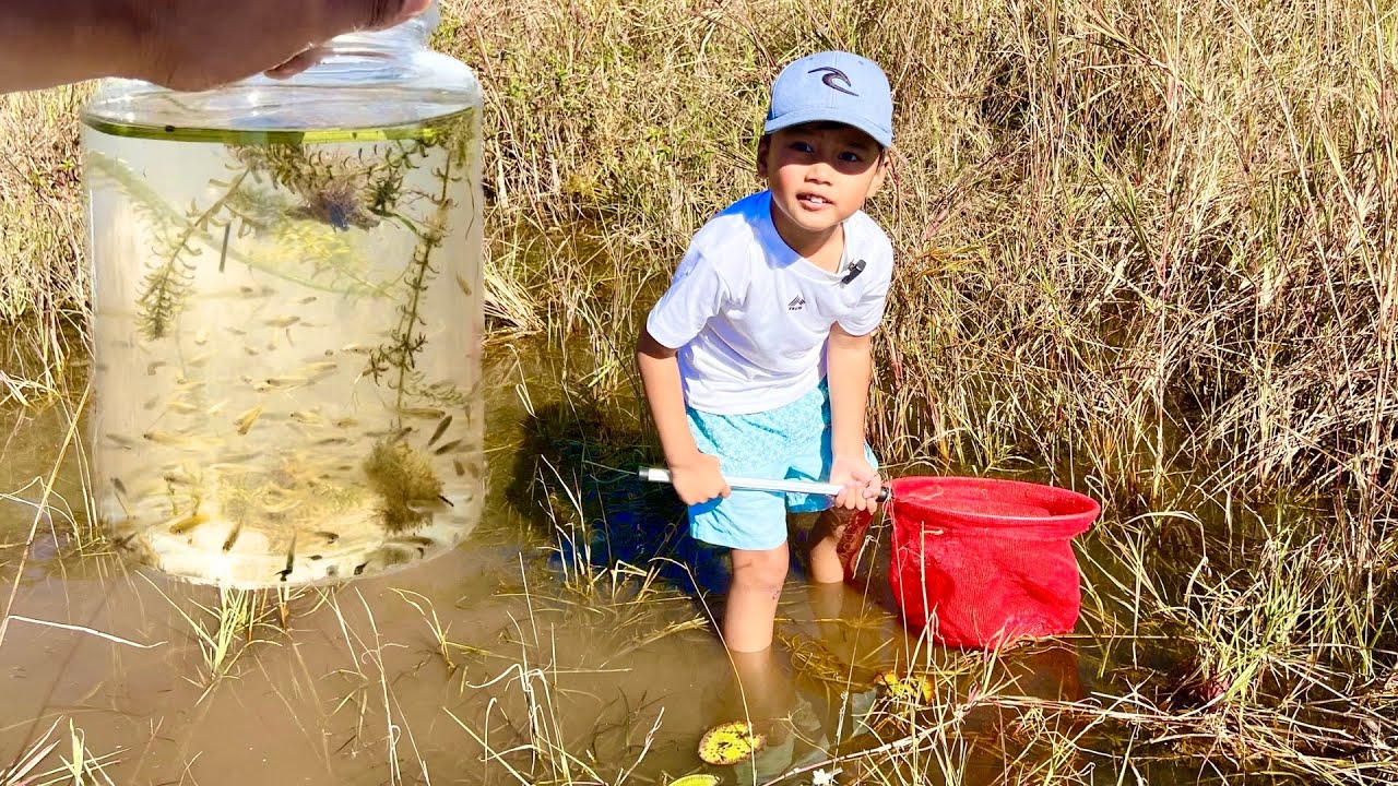 Ren Use Trap Bait Net to Catch Fish. Catch Shrimps and Tadpole - YouTube