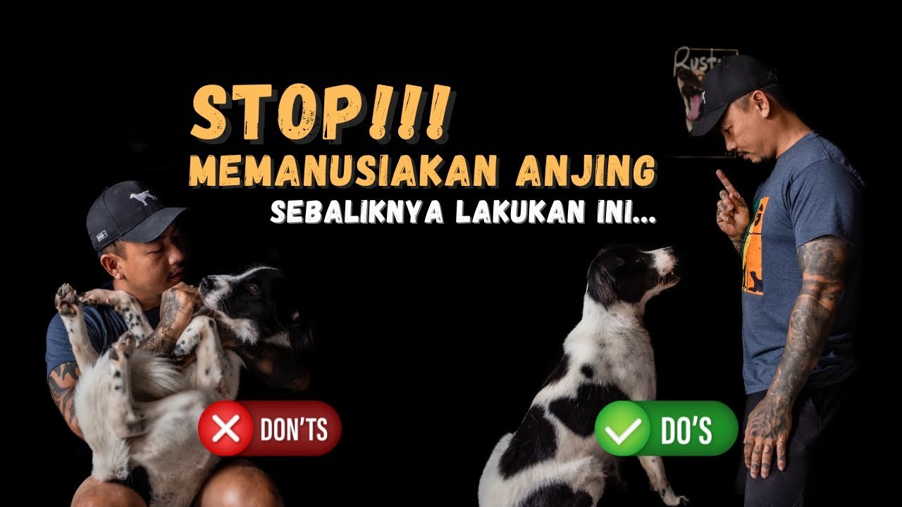 STOP HUMANIZING YOUR DOG - Instead do this... - YouTube