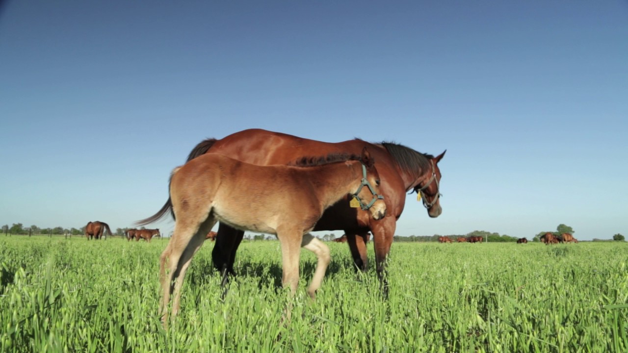 Infectious Diarrhea in Foals (Part 2 of 3) - YouTube