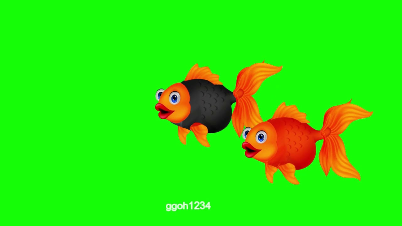 Pair of beautiful Goldfish for aquarium in green screen - YouTube