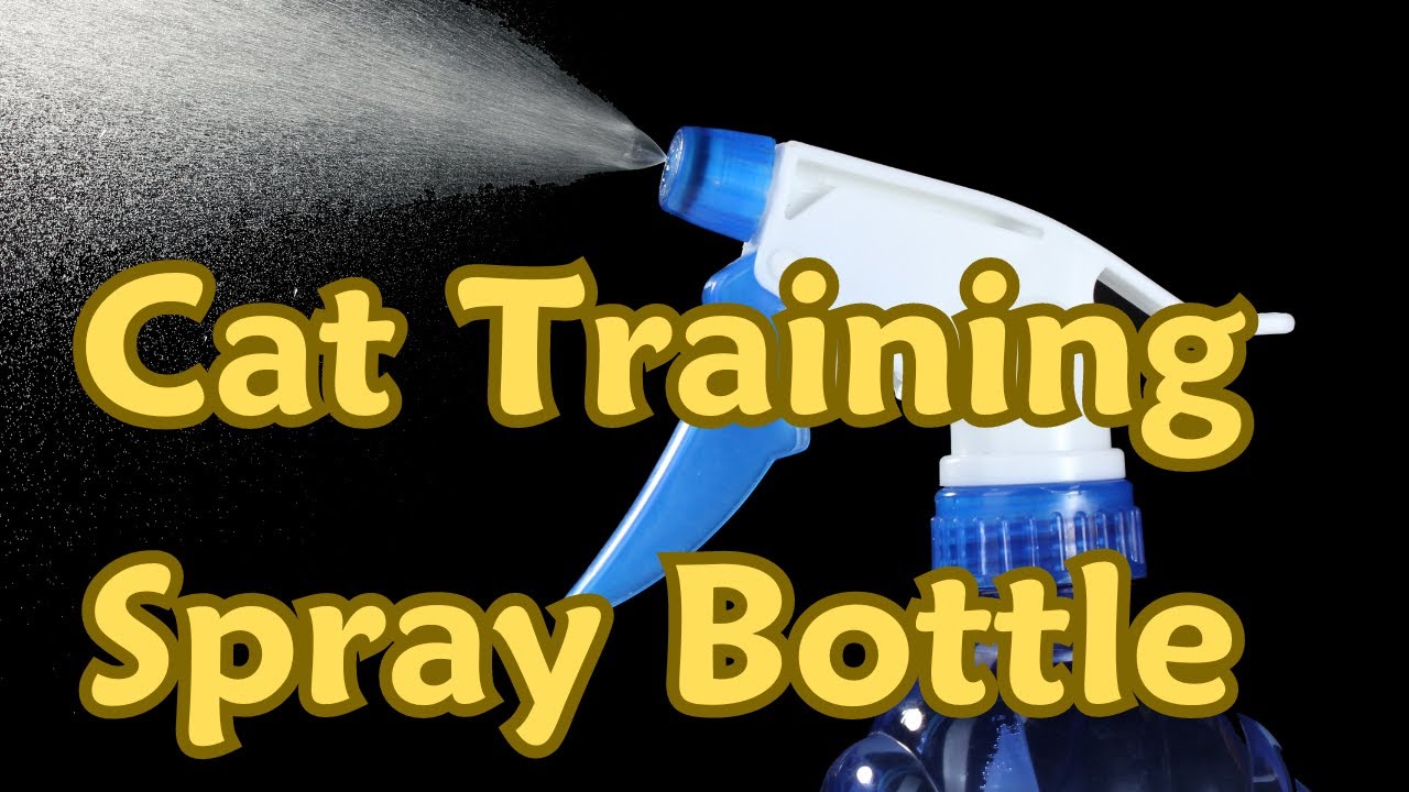 Cat Training Spray Bottle – Can it Get any More Ridiculous? - YouTube