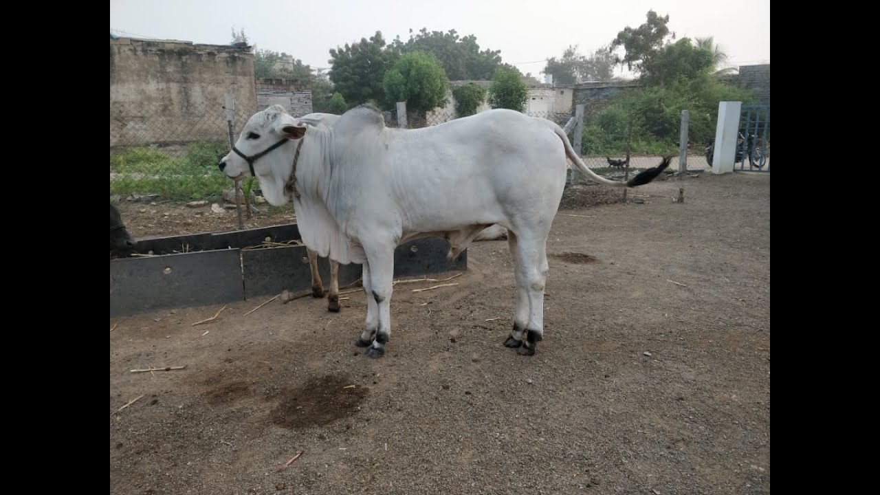 Super Cute Ongole Bull Calf Running, Jumping, Gallopping across Farm ...