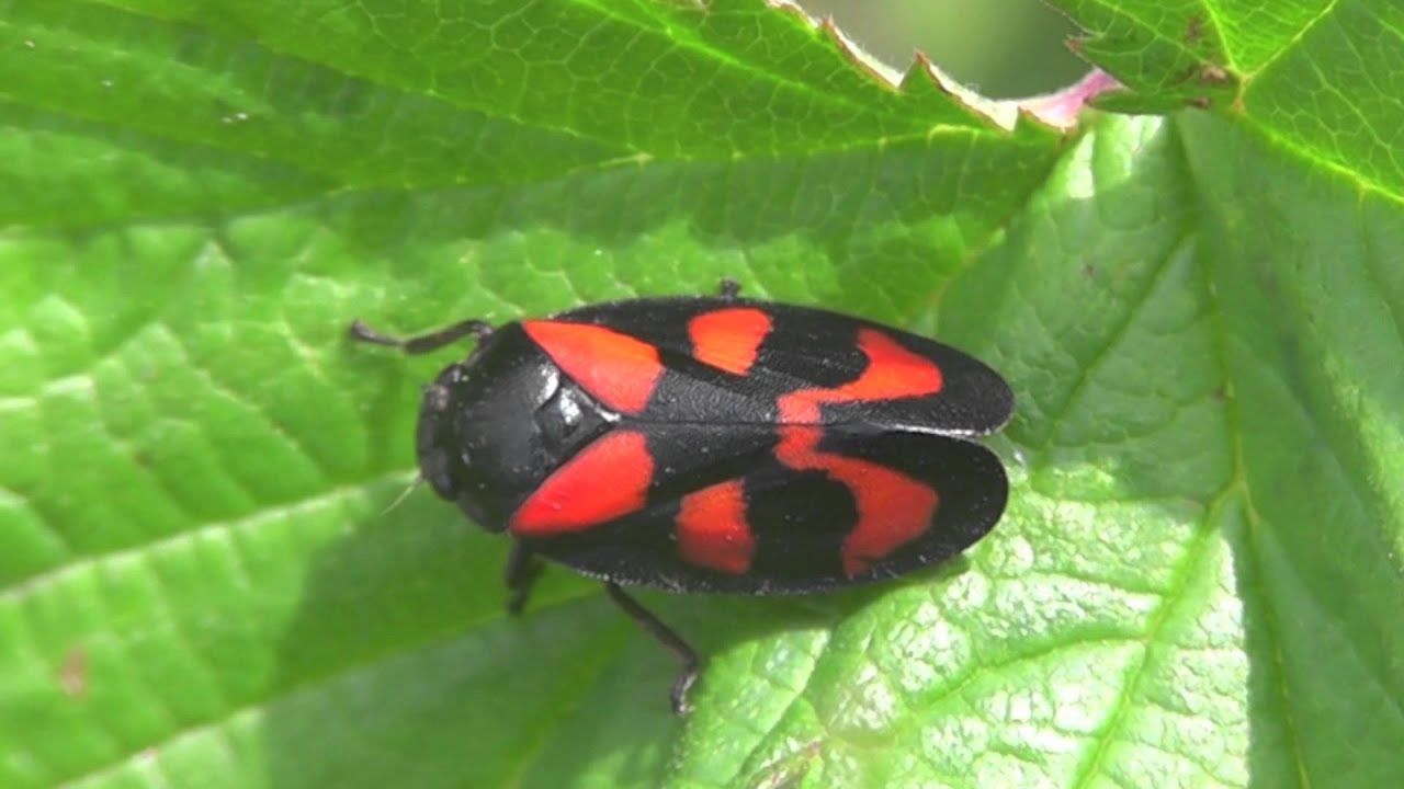 canal side insects - YouTube