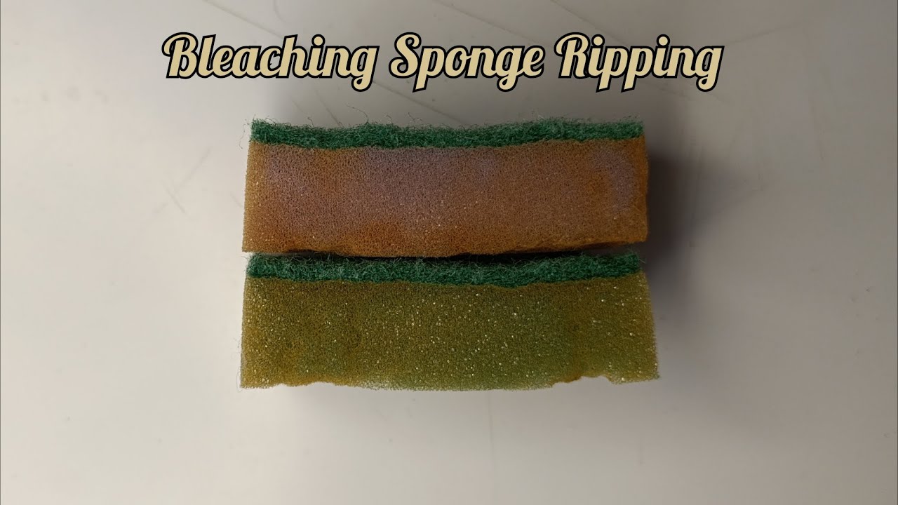 ASMR | Bleaching Sponge Ripping | 🤎💚#spongeasmr #dryspongeripping # ...
