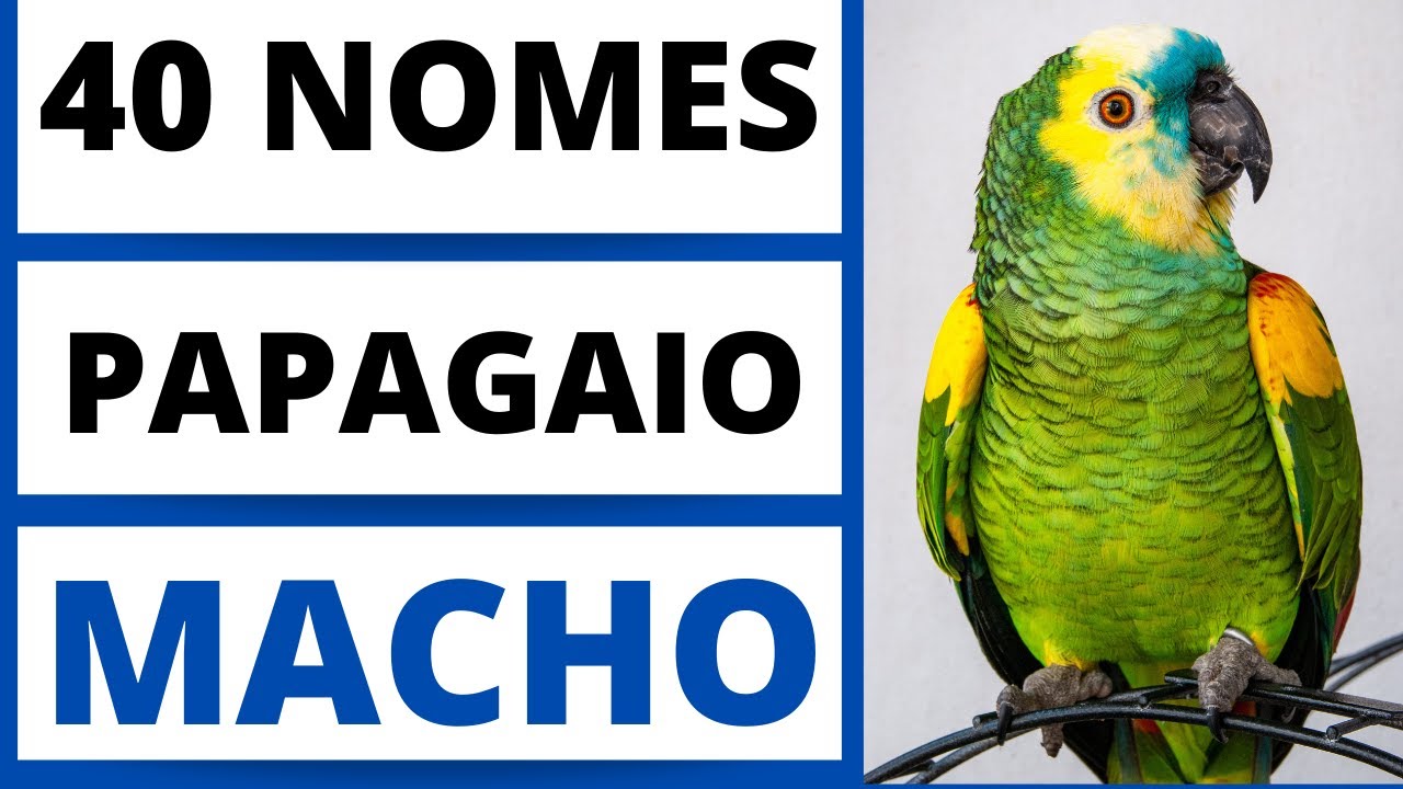 40 NOMES PARA PAPAGAIO MACHO😍🦜 - YouTube