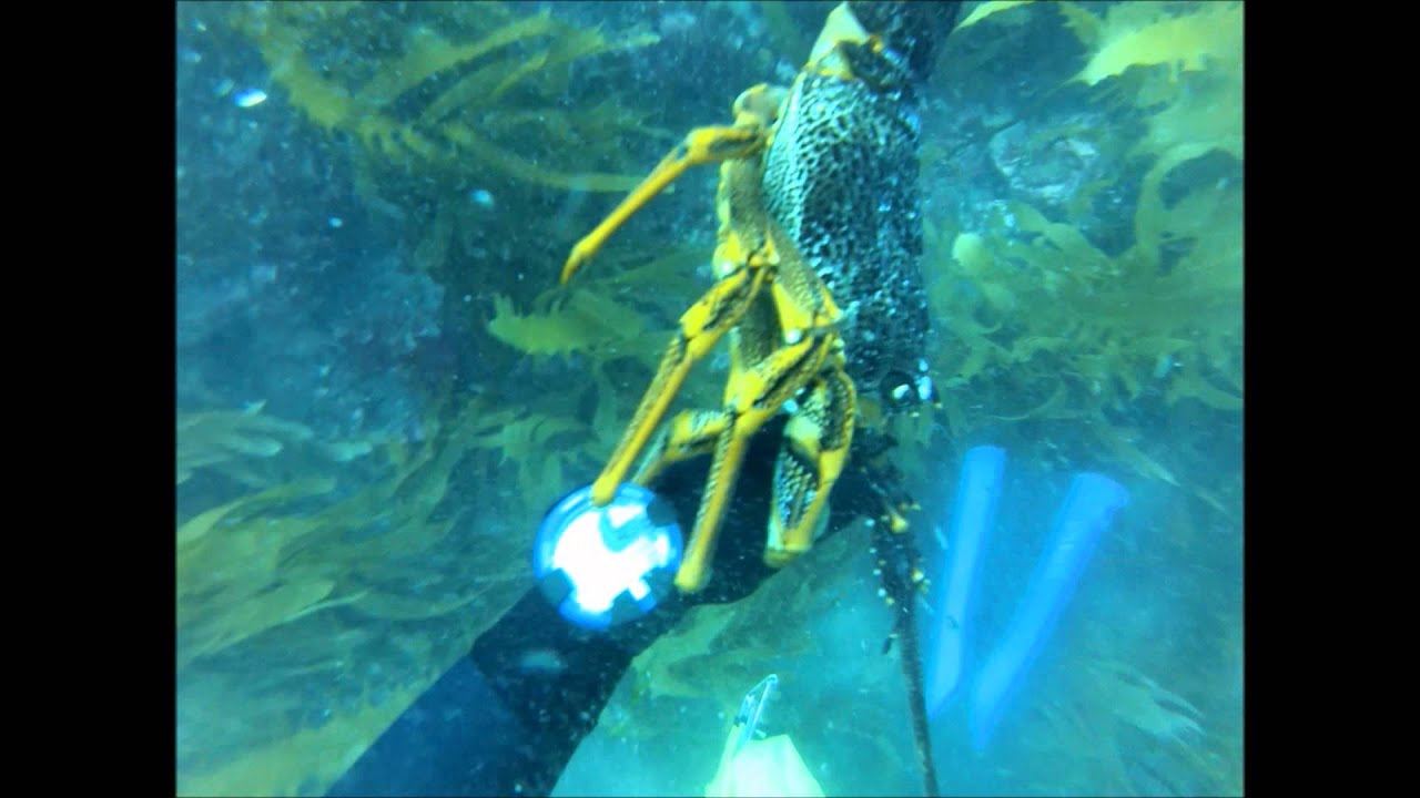 Flinders Cray Diving with Driton - YouTube