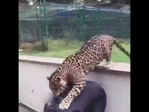 Sevgi evrenseldir, hayvan sevgisi candır🦍🐕🦊🦝🐱🦁🦓🐮🐎🐄🐏🐫🐘🦒🦛🐭🐿️🐇