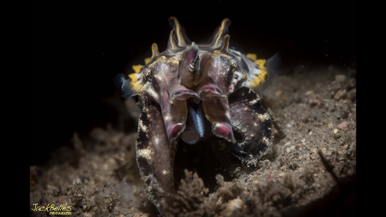 Deep Dive 6 HD 1080p - YouTube