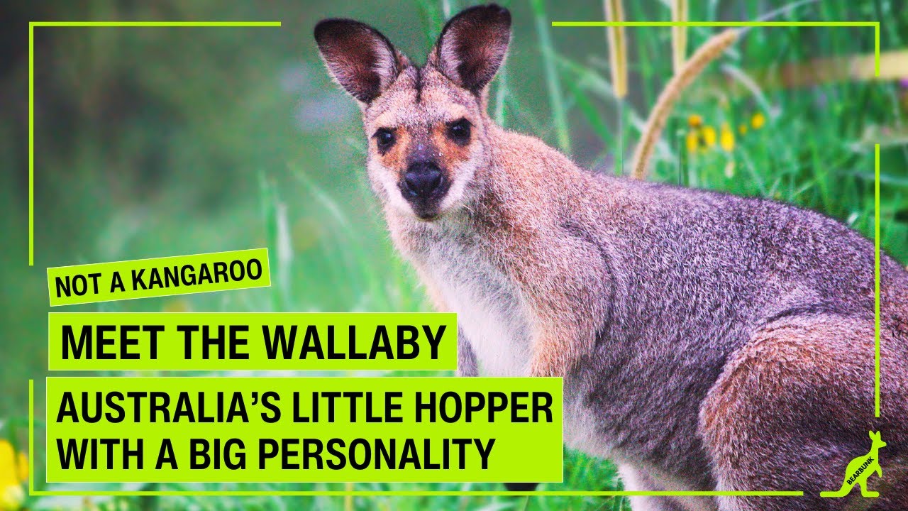 Not a Baby Kangaroo! Meet the Wallaby — Australia’s Little Hopper With ...