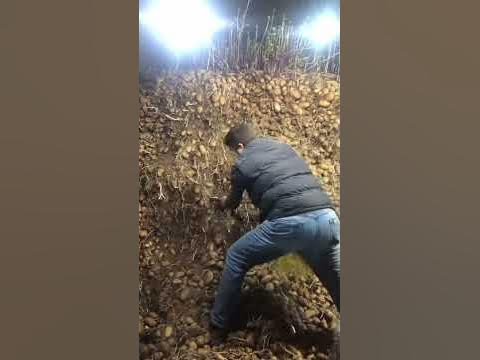 Молодой картофель из Египта/Интересный сорт картофеля #картошка - YouTube