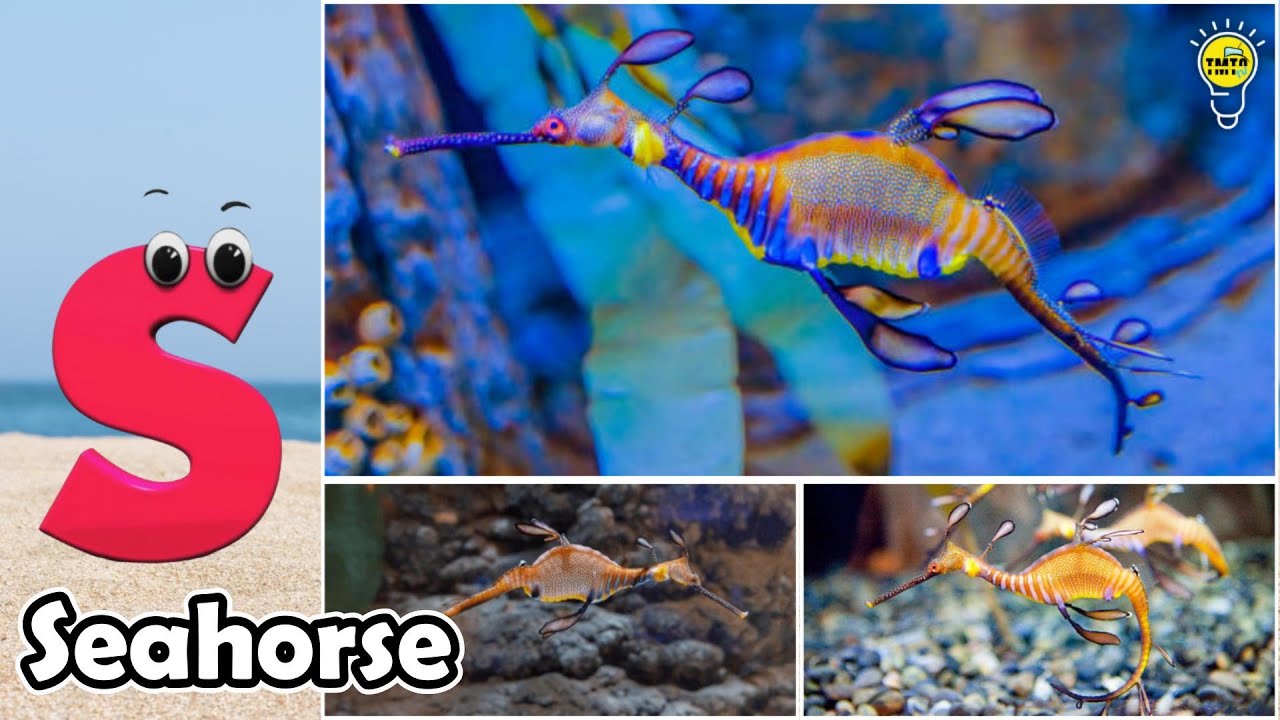 Learn Ocean Animal Names | ABC Sea Animals song | Most Popular Sea ...