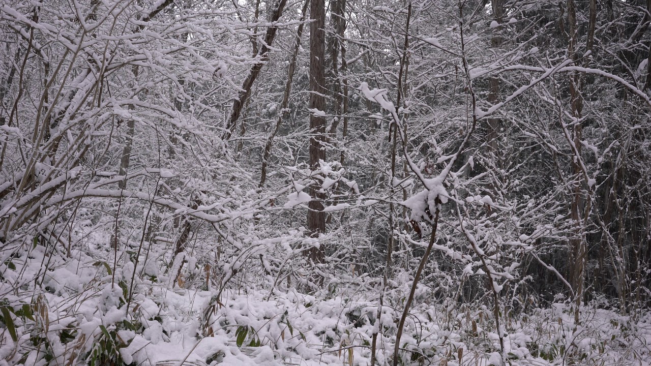 Forest with Snow Falling (4K) - YouTube