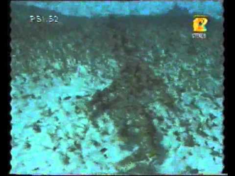 Marching Lobsters VTS 31 1