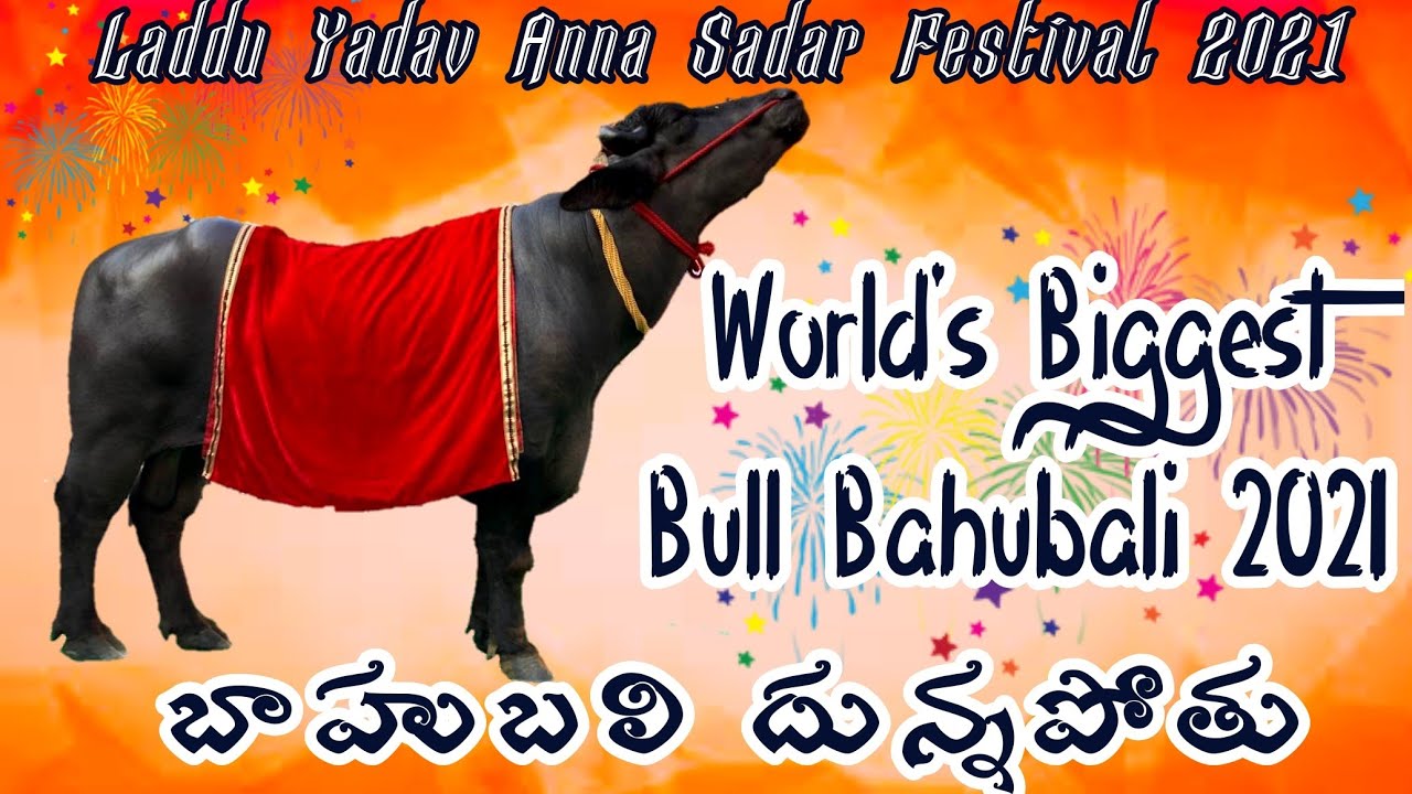 Laddu Yadav Anna Sadar Festival 2021 | World’s biggest Bahubali Bull ...