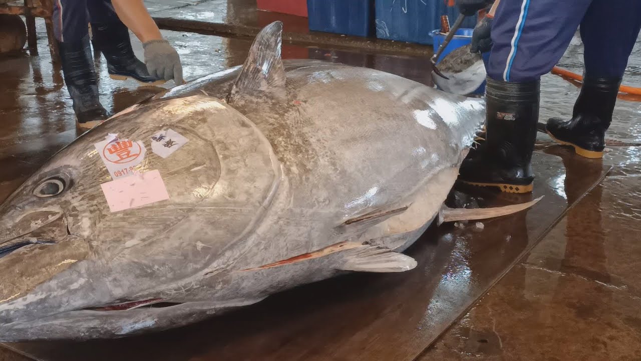 Perfect Cutting Skil for Huge 483kg Bluefin Tuna - YouTube