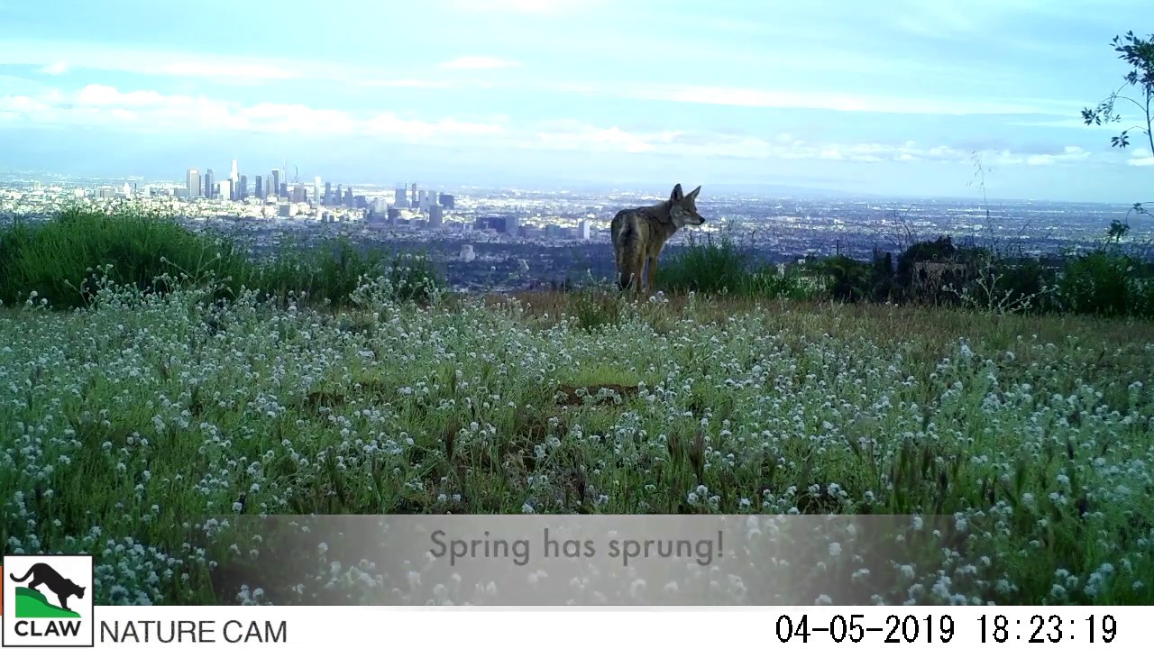 Keep LA Wild! - Wildlife's Spring Break 2019 - YouTube