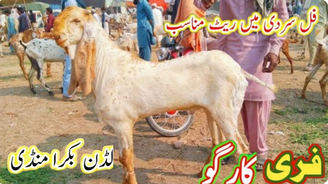 Luddan Mandi Pakistan/ Luddan Bakra Mandi 2024Makhi Cheeni Breeder ...