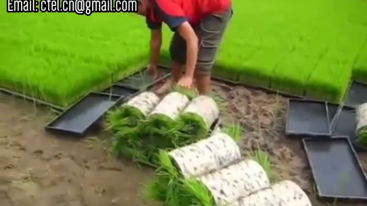 Rice Seeding Plant| Paddy Nursing Plant - YouTube