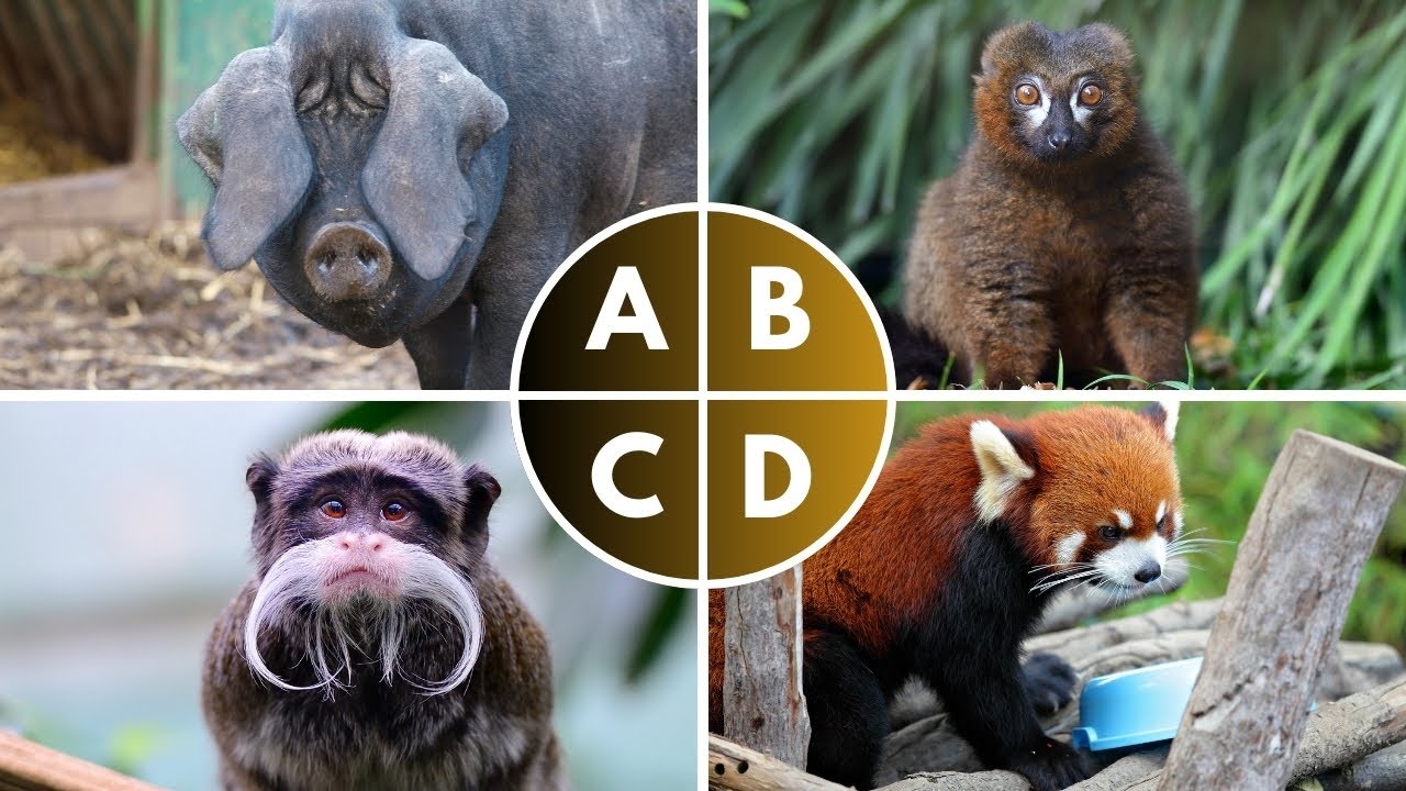 ABC | Land Forest Animals for Kids | Learn Alphabet from A to Z ...