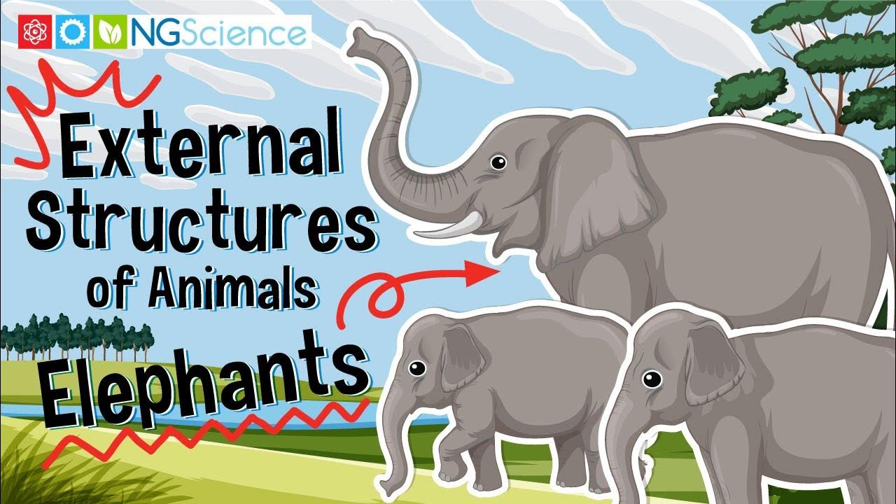 External Structures of Animals – Elephants - YouTube