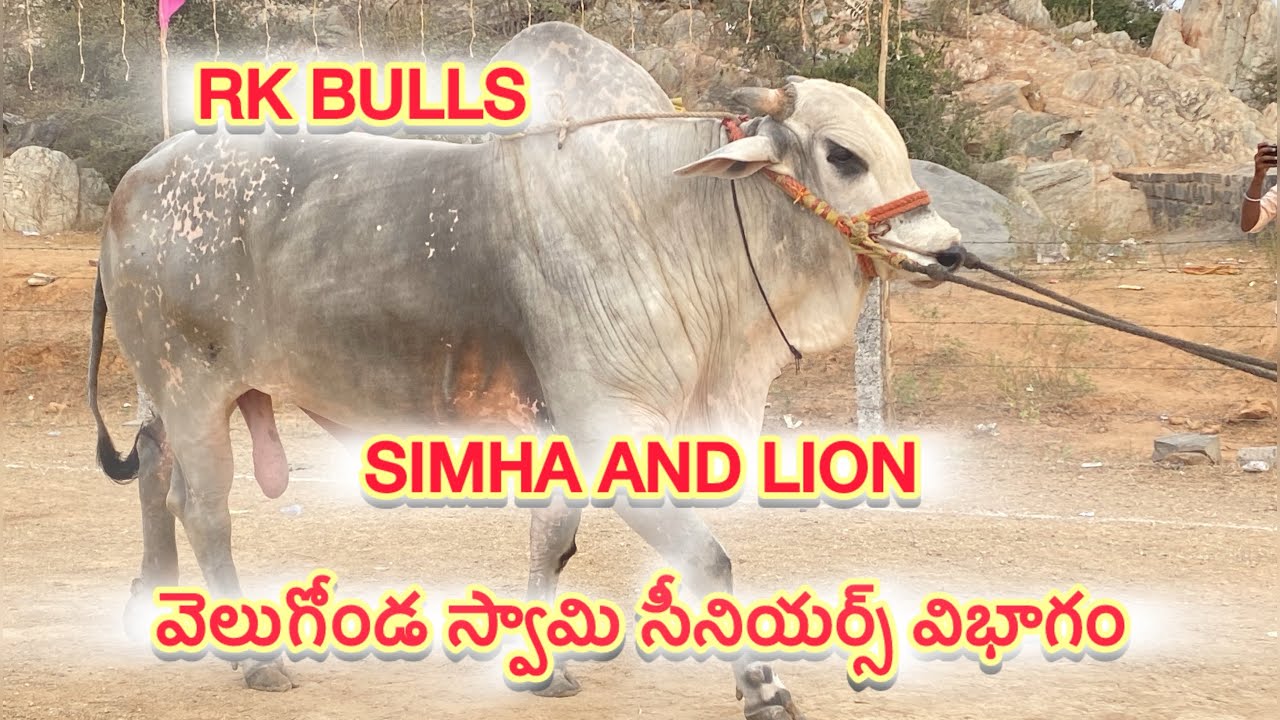 వెలుగోండ స్వామి సీనియర్స్ విభాగం RK bulls Simha, and lion - YouTube
