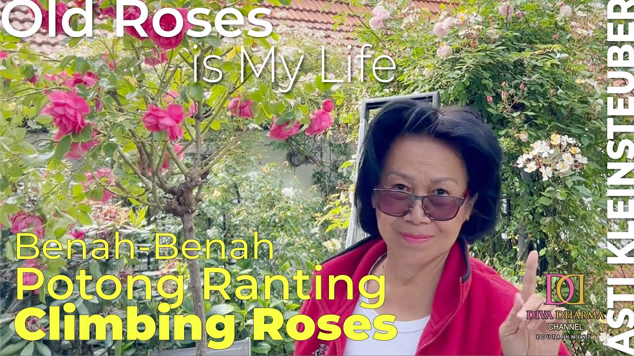 Old History of Roses Benah-Benah Potong Ranting Climbing Roses by Asti Kleinsteuber - YouTube