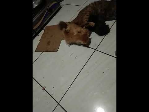 4 bocil ps ibu nyusuin