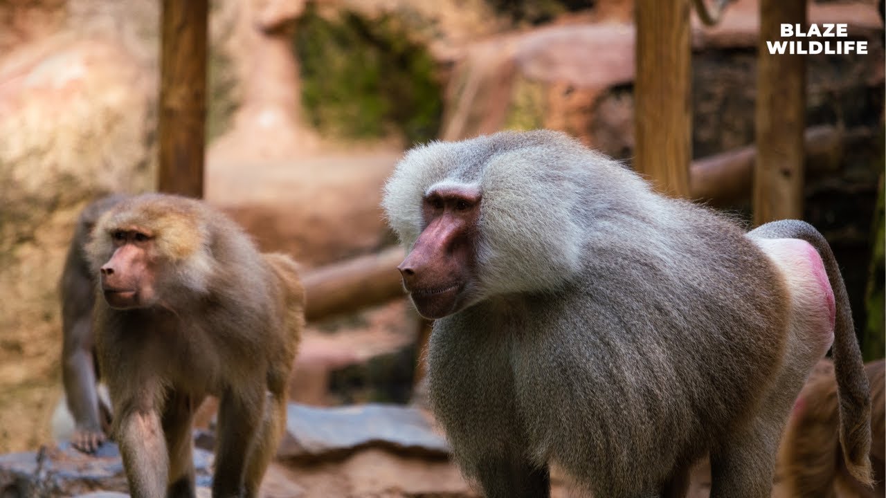 S3 E14: "Hamadryas Baboons: Masters of the Arid Lands" 🐒 - YouTube
