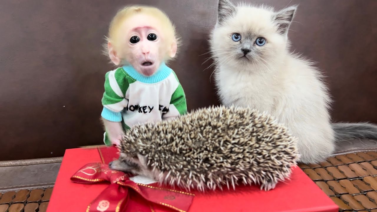 Baby monkey Mew Mew and cat Mon Mon compete for a surprise gift - YouTube