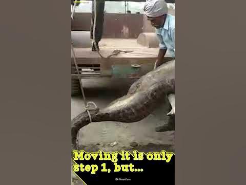 What's Inside This Python? #Shorts - YouTube