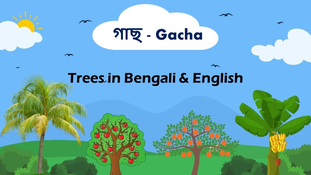গাছ (Gacha) - Trees in Bengali & English - YouTube