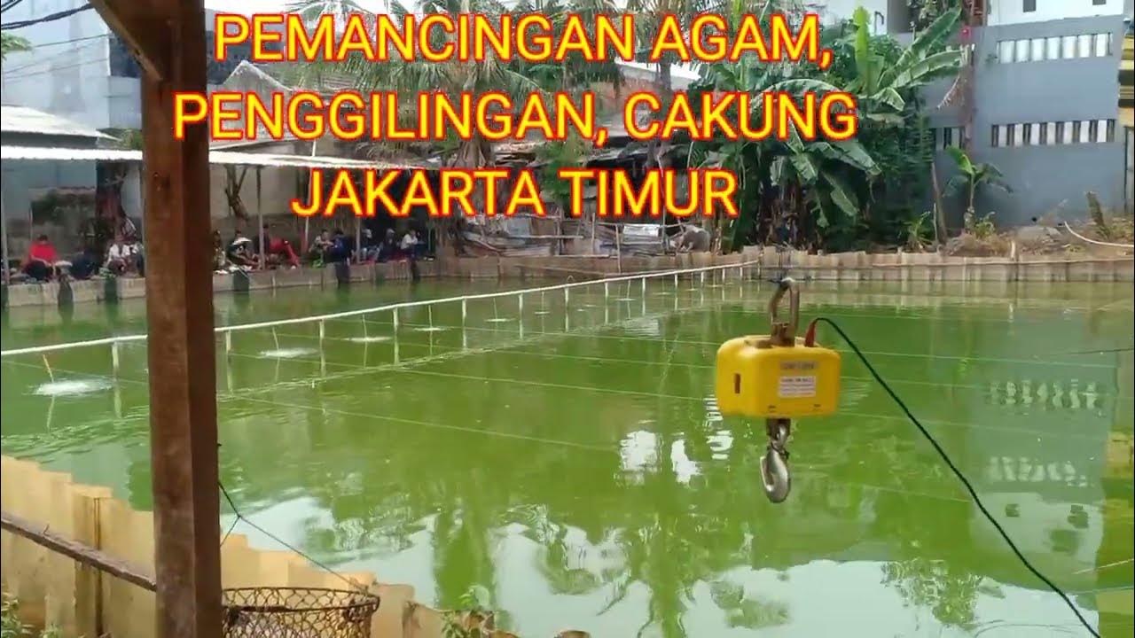 Pemancingan Agam penggilingan Cakung, Jakarta Timur - YouTube