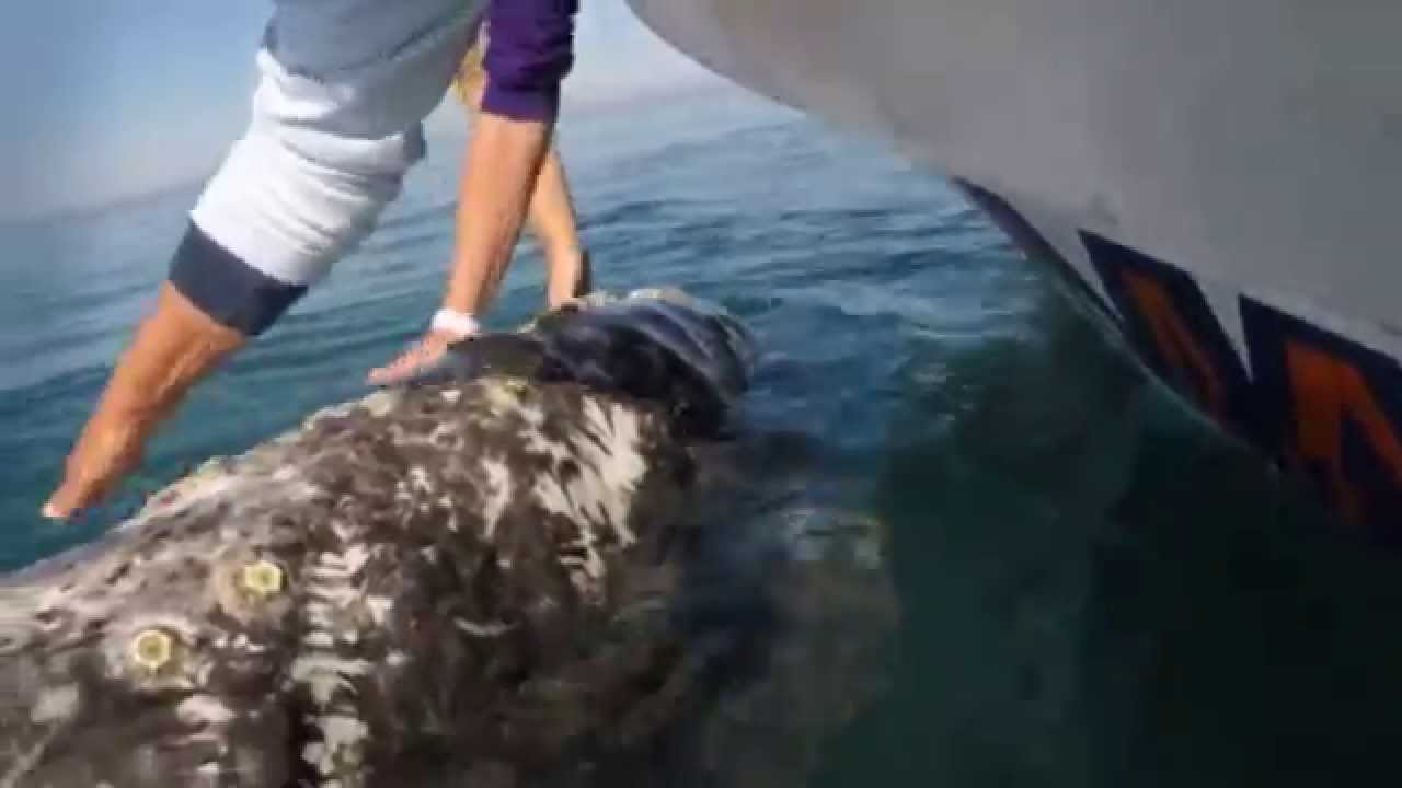 Touch A Whale! - YouTube