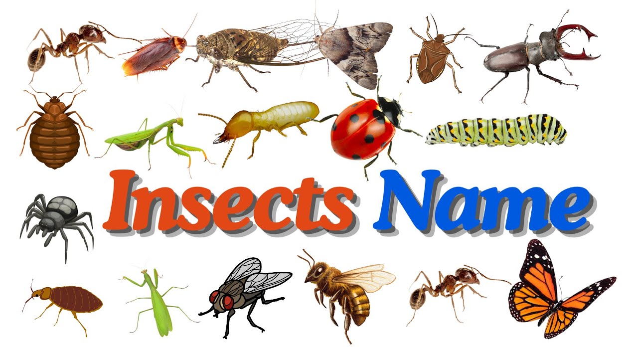 Learn Insect Names for Kids | Fun Educational Video with Butterfly, Bee ...