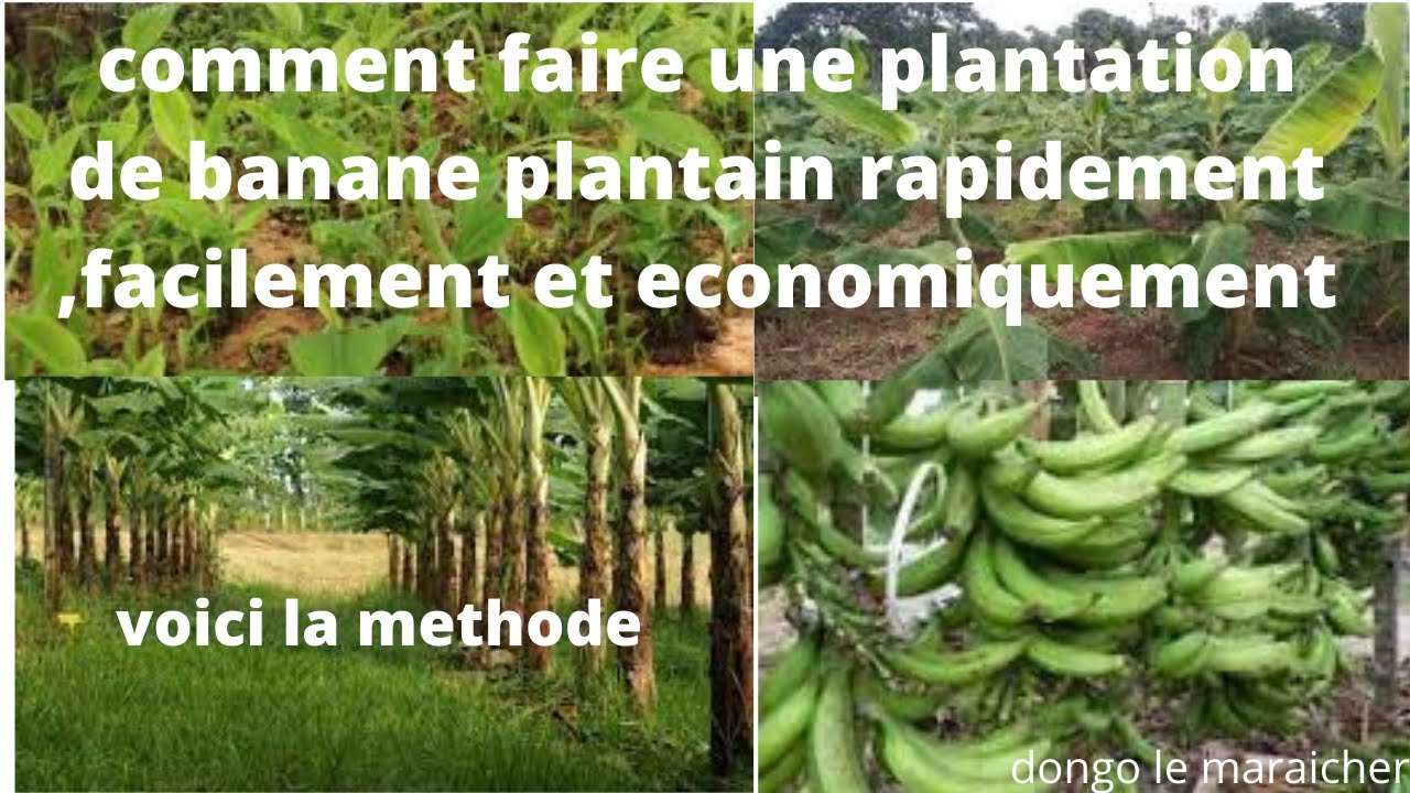 comment avoir beaucoup de rejets de banane pour créer son champ de ...