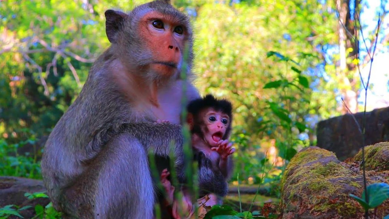 Cute Baby Vincent Walking Around Mon Voila | The monkeys - YouTube