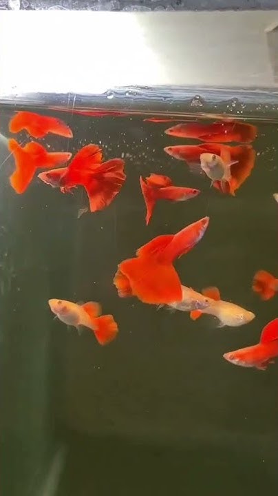 albino full red guppy | guppies aquarium - YouTube